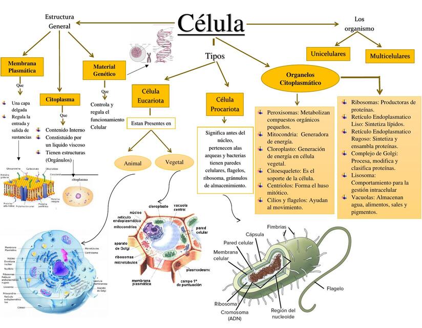 Mapa conceptual de Células | Crisel Palacios | uDocz