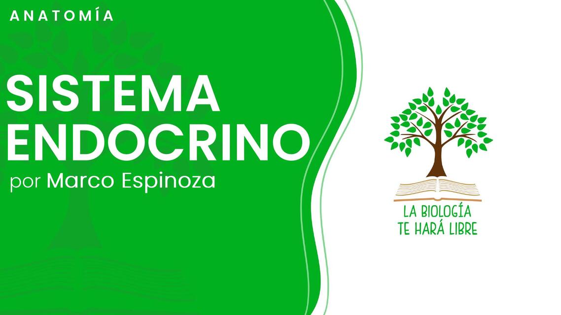 Sistema endocrino | Diana | uDocz