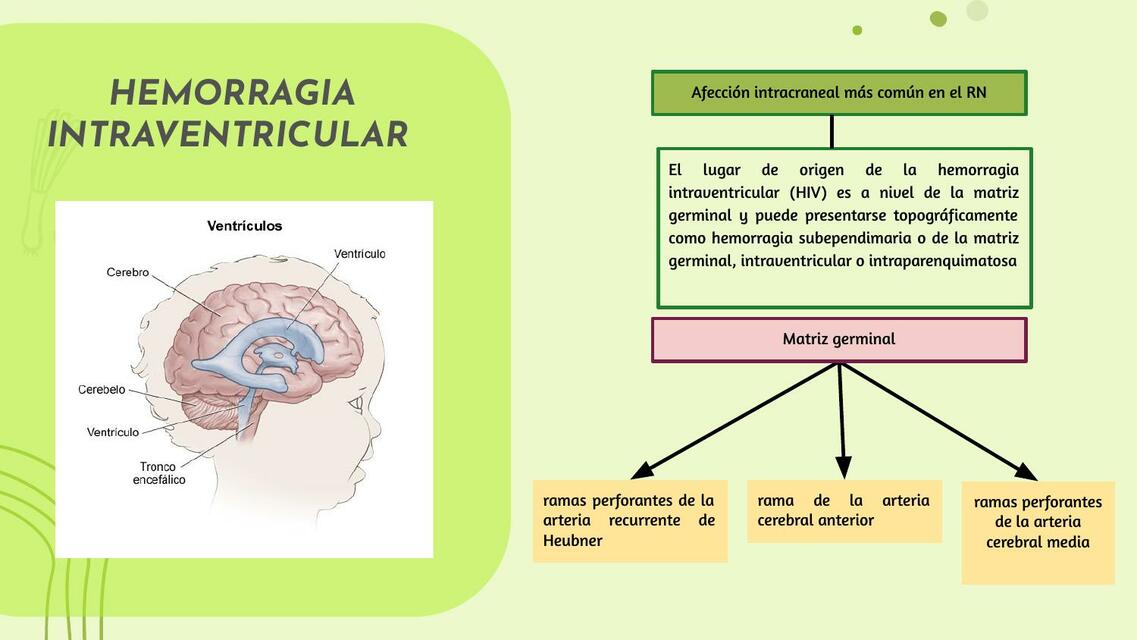 Hemorragia intraventricular | Lupita | uDocz