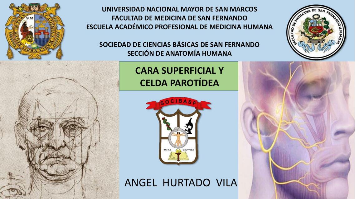 Cara superficial y celda parotídea | Un poco de cursos | uDocz