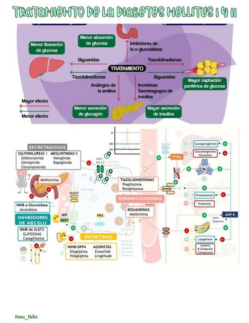 Tratamiento de DM1 Y DM2 | Medi_Hami | uDocz