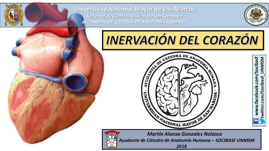 Inervación del Corazón | Un poco de cursos | uDocz