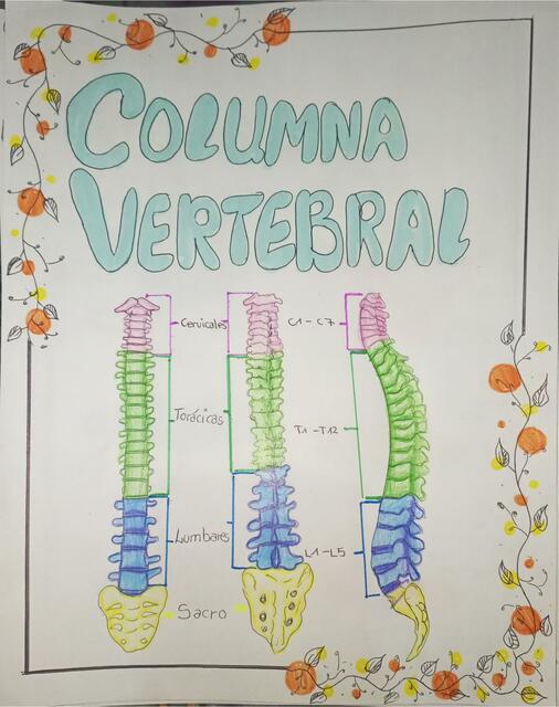 Columna vertebral atlas | EVE R. | uDocz
