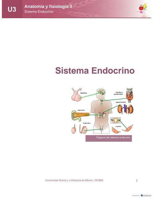 SISTEMA ENDOCRINO 1 | Camila López | uDocz