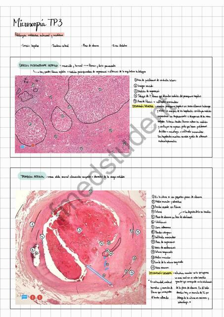Micro TP3 | Fmedstudent | uDocz