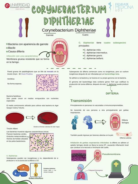 Corynebacterium diphtheriae | andrea | uDocz