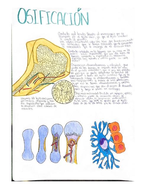 Osificación | Alisson Muentes | uDocz