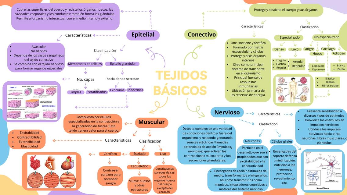 Esquema de tejidos básicos | Adle | uDocz