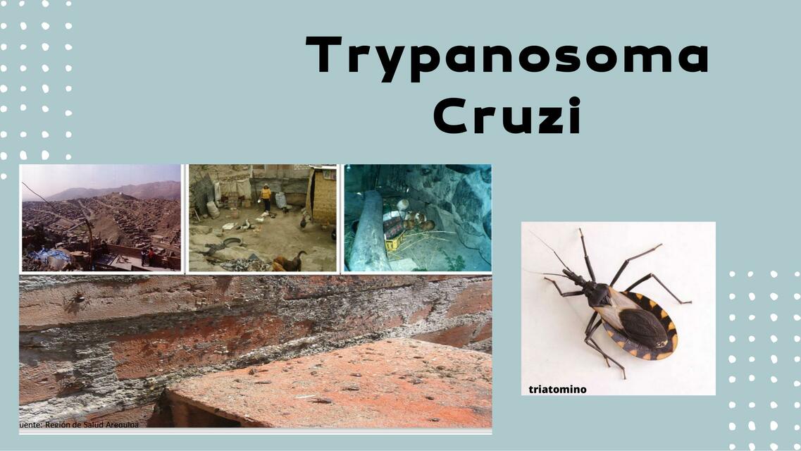 Trypanosoma Cruzi | Microbiología | med learn21 | uDocz