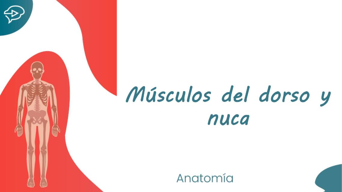 Músculos del dorso y la nuca | HemoStudent | uDocz