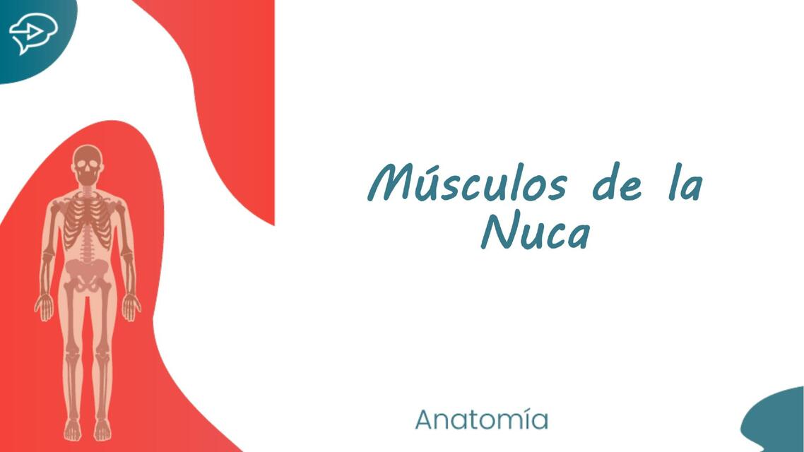 Músculos de la nuca | HemoStudent | uDocz