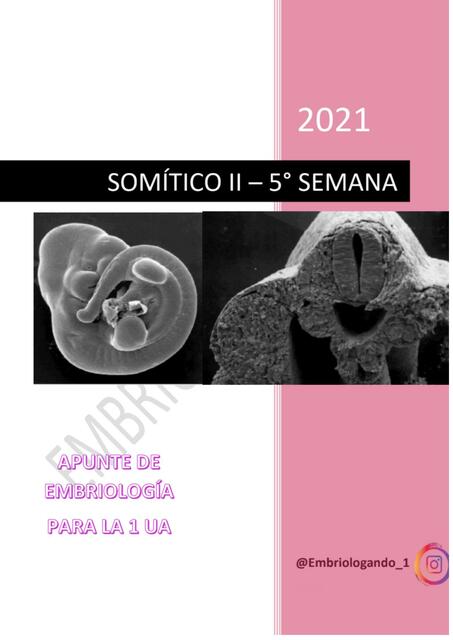 5 Periodo somítico II | Esther Pasmor | uDocz