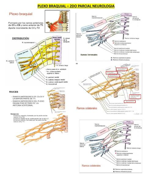 PLEXO BRAQUIAL 2DO PARCIAL NEUROLOGIA | Laura | uDocz