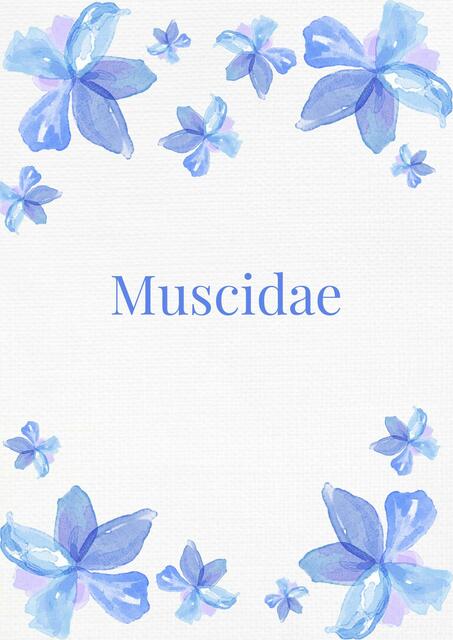 MUSCIDAE | Luisana Aneth CR | uDocz