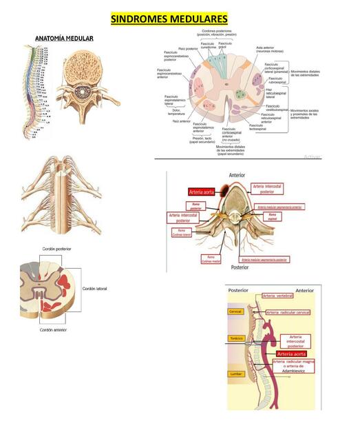 SINDROMES MEDULARES 2DO PARCIAL NEUROLOGIA | Laura | uDocz
