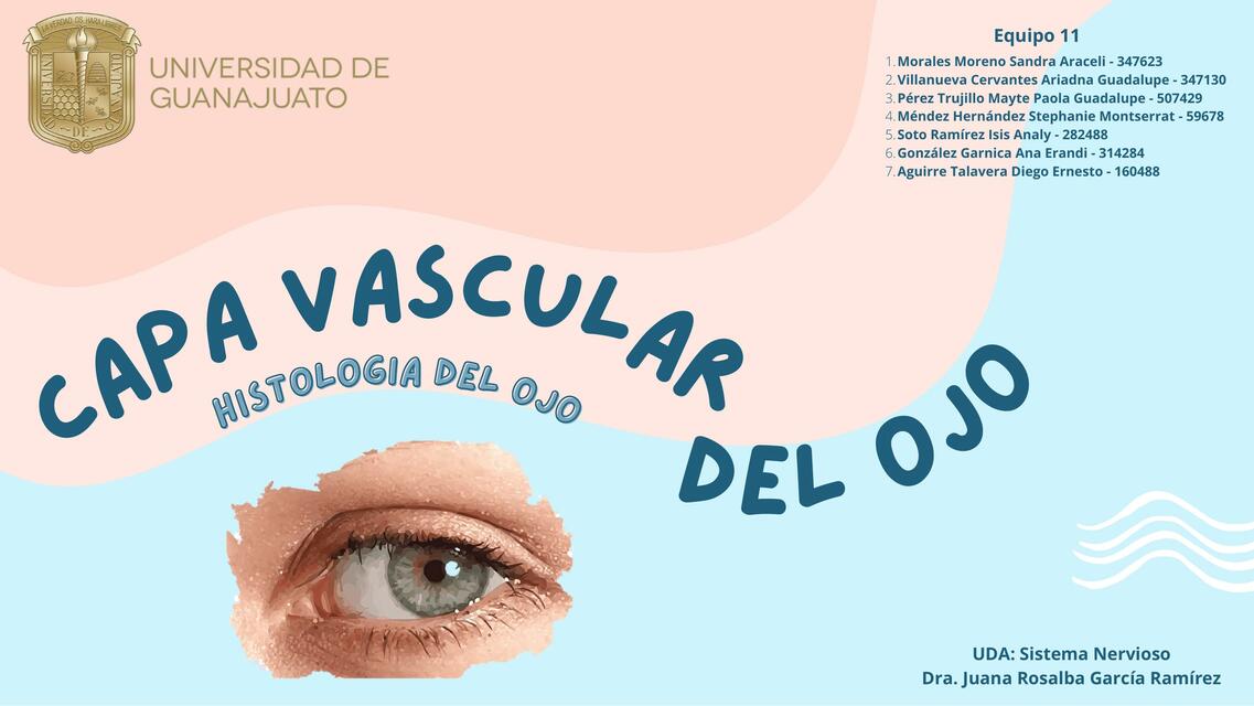 Capa vascular del ojo | Hami_notes | uDocz
