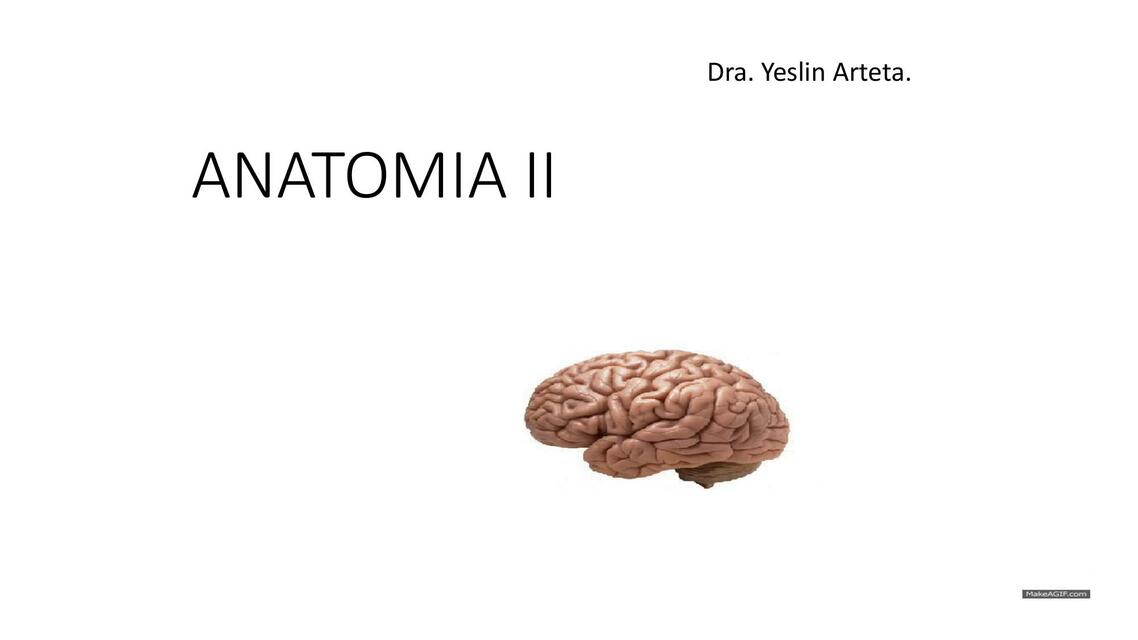 ANATOMIA II | Jennifer Coello | uDocz