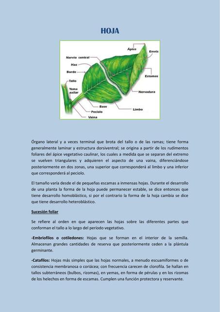 HOJA MORFOLOGIA VEGETAL | Ana B. | uDocz