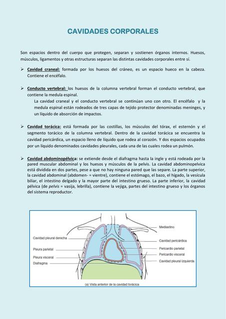 CAVIDADES CORPORALES ANATOMIA | Ana B. | uDocz