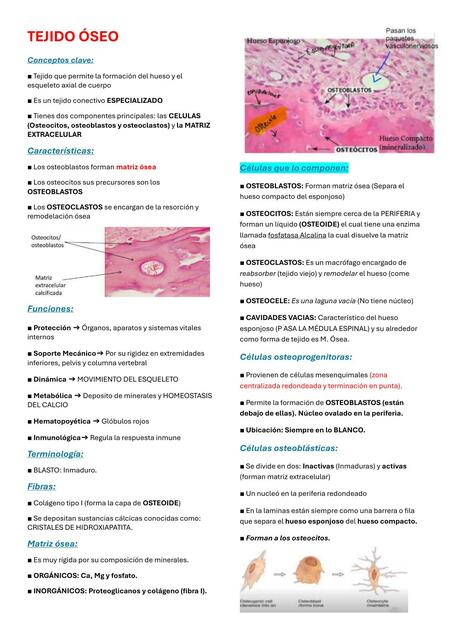 HISTO SEM 05 | Natalia | uDocz