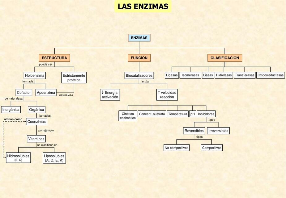 MAPA CONCEPTUAL DE ENZIMAS | Full ciencia | uDocz