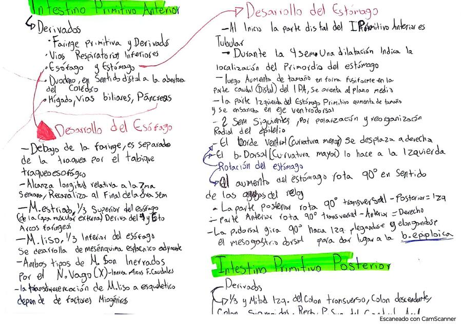 Desarrollo del Sistema Digestivo, Intestino Primitivo Anterior, Medio ...