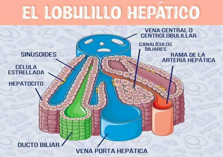 El lobulillo hepático | fraii | uDocz