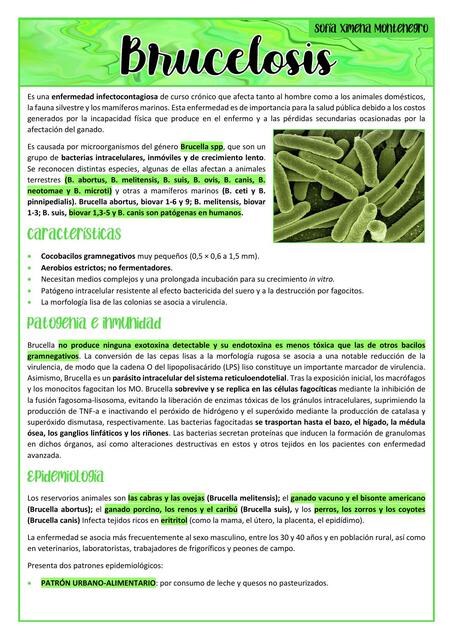 BRUCELOSIS - SXM | Sofia Montenegro | uDocz