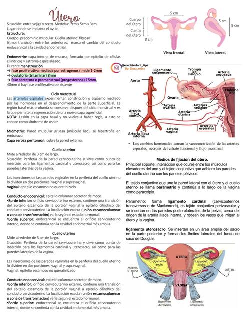 Anatomia ARF ginecologia y malformaciones mulleria (Williams ) clase 1 ...