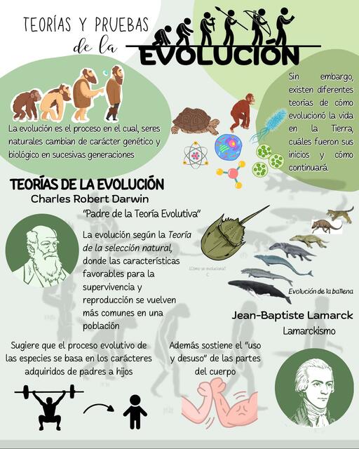 TeorÍas De La EvoluciÓn Y Pruebas Jnn1k Udocz