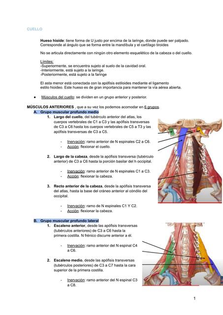 Anatomia de Cuello | Cande Barbeito | uDocz