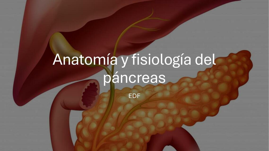 Anatomía y fisiología del páncreas | universidad | uDocz