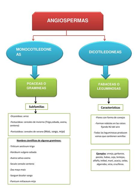 Diagrama De Venn De Gimnospermas Y Angiospermas