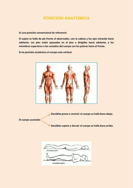 POSICION ANATOMICA | Ana B. | uDocz