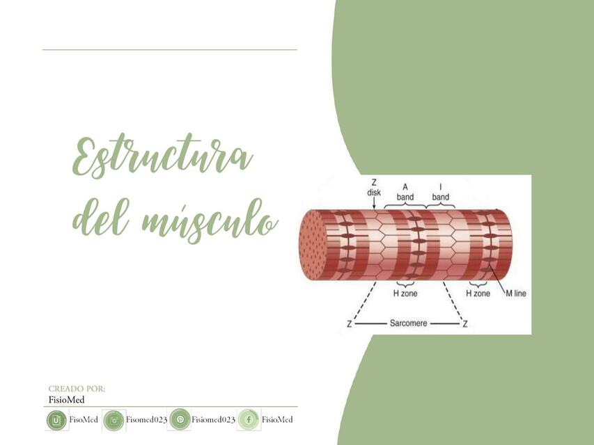 Estructura del músculo | Fisiomed023 | uDocz