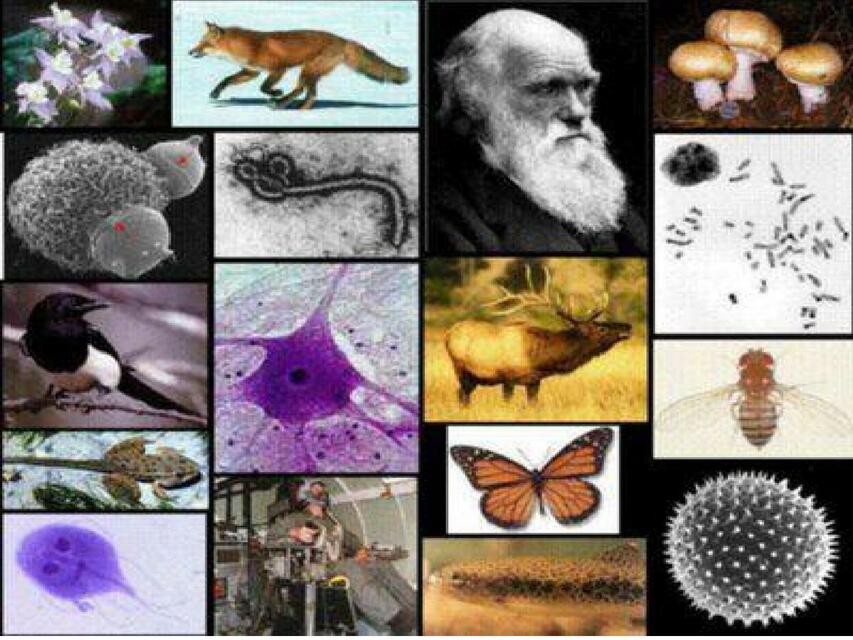 SEMANA N02 Clase Biología Historia | SARAH CORAIMA | uDocz