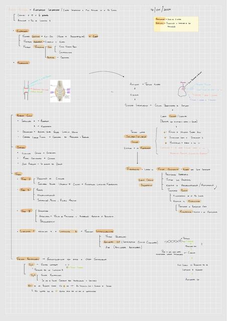 Artritis Reumatoide .- Reumatología | Mariana Caldera Soto | uDocz