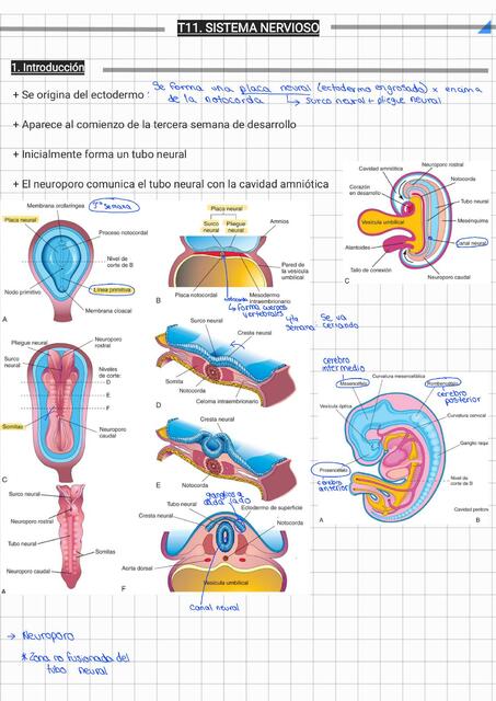 Embriología del Sistema Nervioso | Briggitte Yamilé Suarez Esteban | uDocz