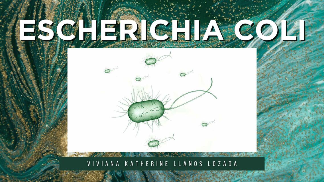 Escherichia coli | Viviana Llanos | uDocz