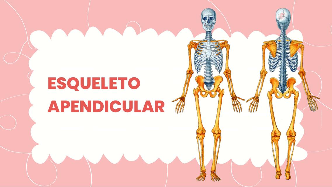 Esqueleto Apendicular | andrea | uDocz