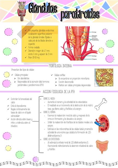 GLÁNDULAS PARATIROIDES | Carmen Gonzales | uDocz
