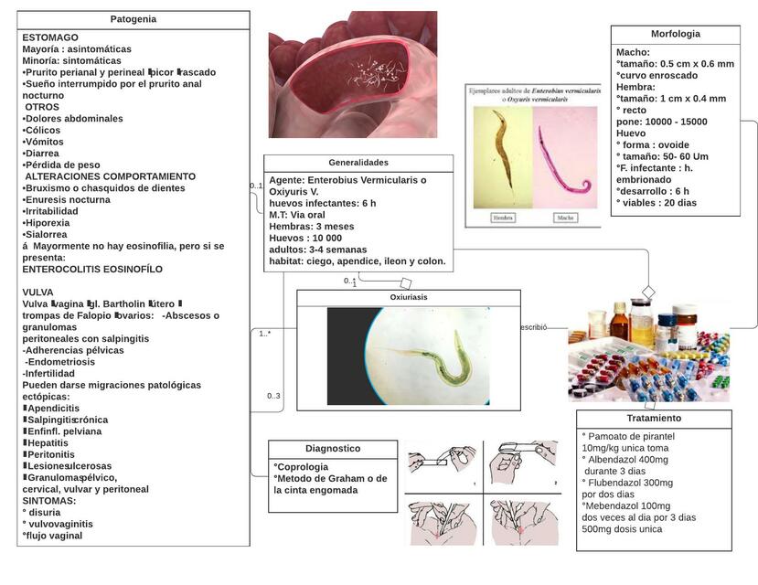 oxiuriasis | Kamila Montalvo | uDocz
