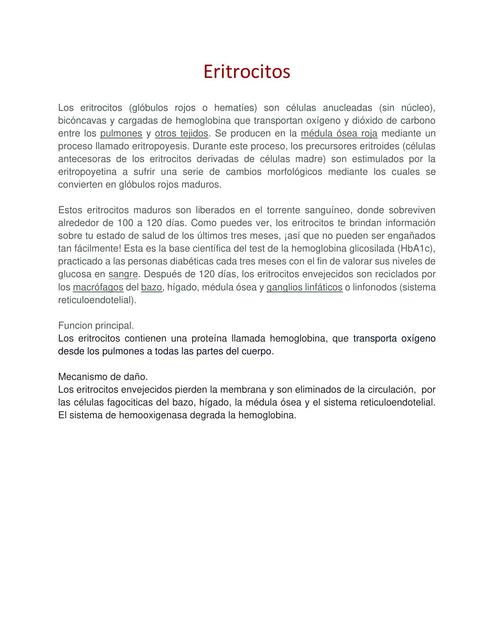 Eritrocitos | Mia | uDocz