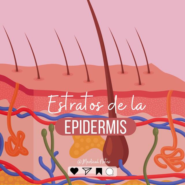 ESTRATOS DE LA EPIDERMIS | MEDICAL NOTES | uDocz