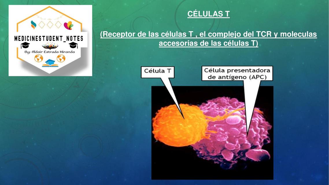 CELULAS T (Receptor de las células T el complejo del TCR y moleculas accesorias de las células T ...