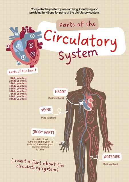 Parts of the Human Circulatory System Science Post | Solangie León | uDocz