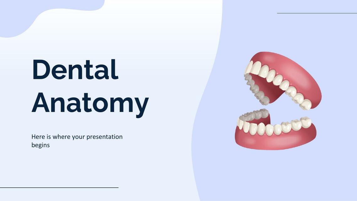 Dental Anatomy | Maria Concepción | uDocz