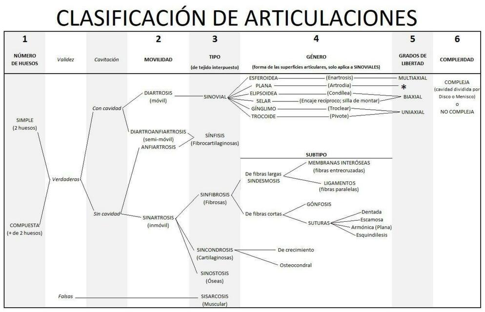 clasificacion de articulaciones | Roxana | uDocz