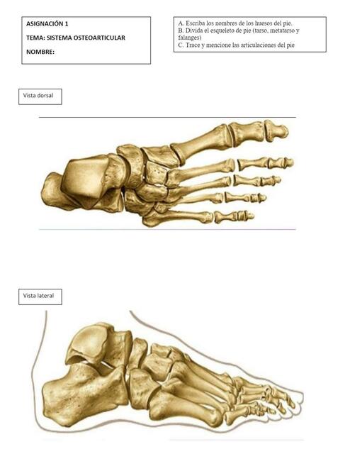 Sistema osteoarticular | DALIA | uDocz