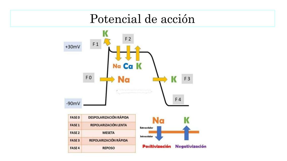 POTENCIAL DE ACCIÓN EKG | Doctor_teco | uDocz